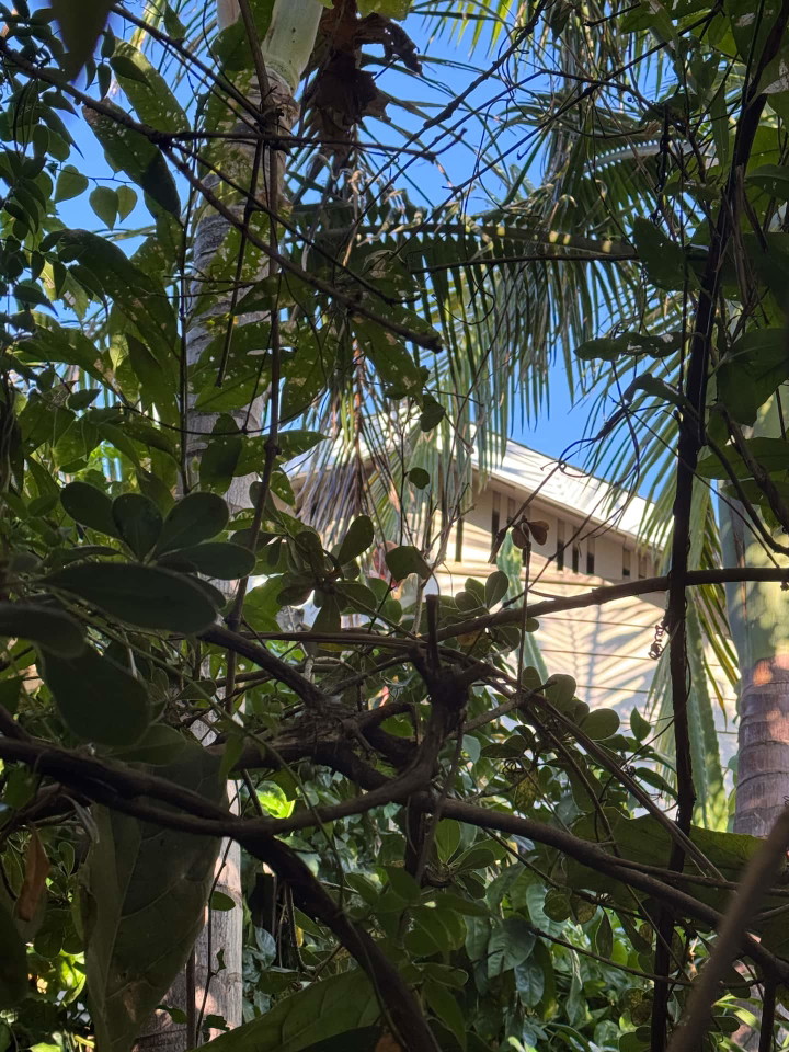 Thetreehouse Near Beach, Kingbeds, Free Parking - Long Beach, CA