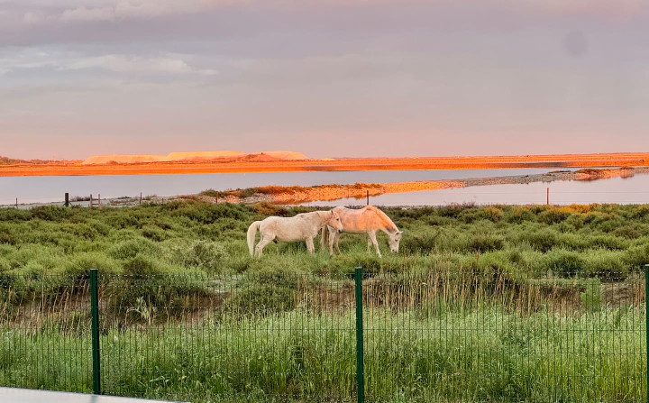 Studio à Salin De Giraud, Au Cœur De La Camargue - Salin-de-Giraud