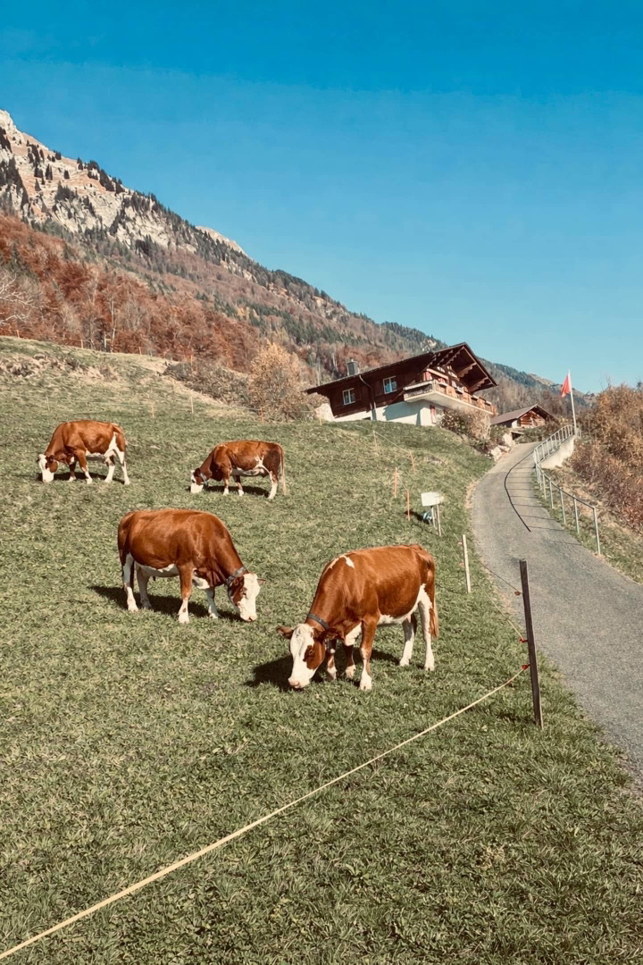 Chalet Luna | Authentic Swiss Chalet Lake Brienz - Interlaken