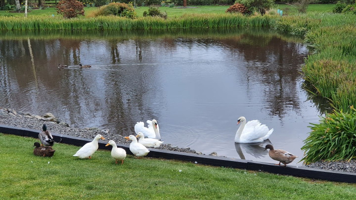 Swan Lake Gardens Country Cottage. - Wairarapa