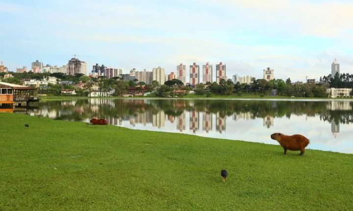 Complete And Modern Ap, Close To Everything - Araucária