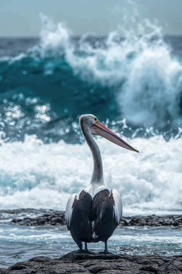 Seaside Shellharbour, 3 Mins Walk To Beach, Lake - Dapto