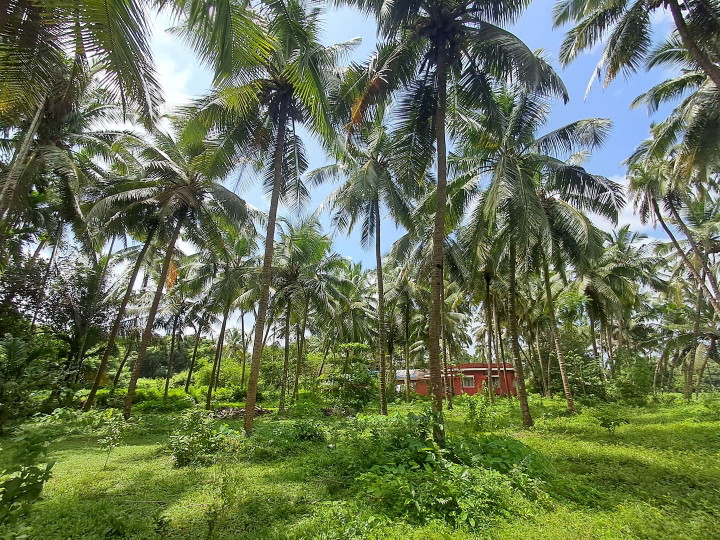 Peaceful Farmstay Homestay Near Manipal & Udupi - Udupi