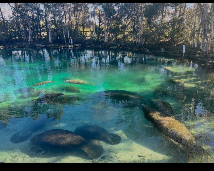 Welcome To "Manatee Meadow" - Inverness, FL