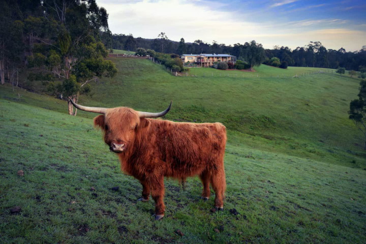 Hunter Valley Olive Farm Retreat - 헌터 리젼