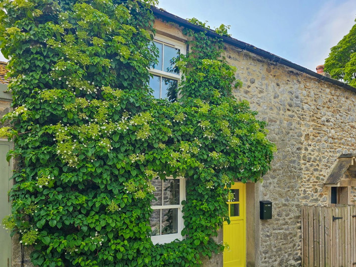 Cottage Primrose - Grassington