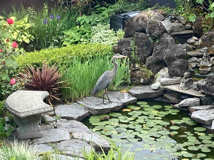 Suite Avec 2 Chambres Et Jardin à North Vancouver - Vancouver