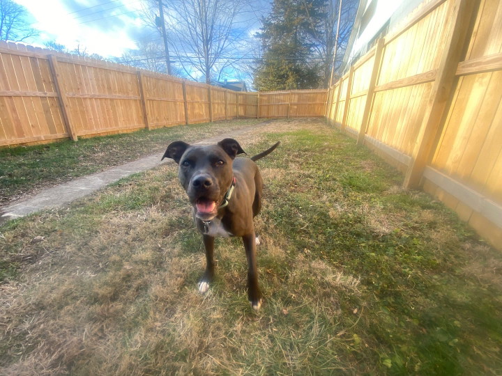 Pup Paradise - Privacy Fence! - Belleville, IL