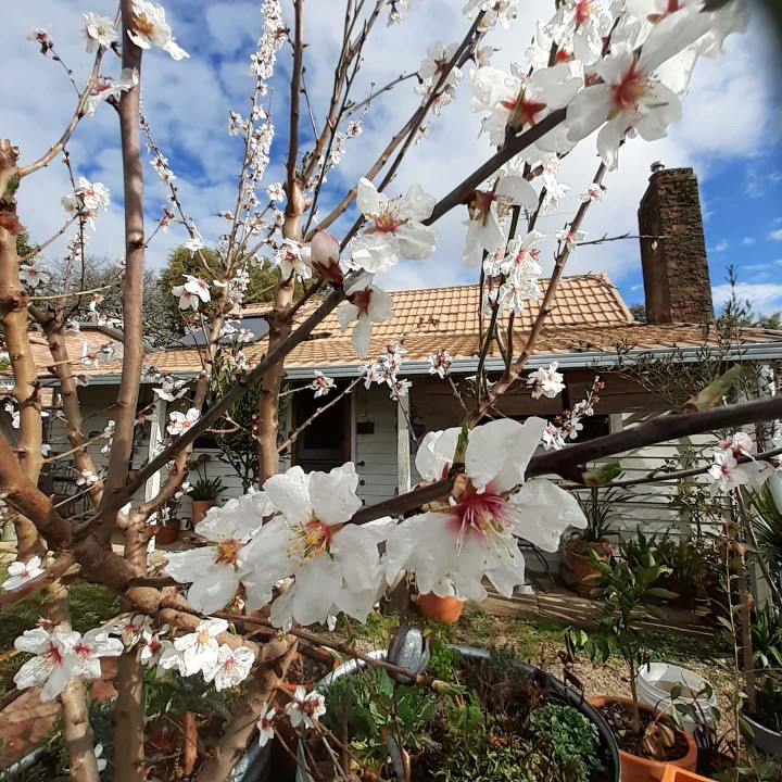 Linden Cottage - Beechworth