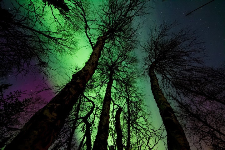 Northwoods Getaway (Borders Captain Cook Park) - Alaska