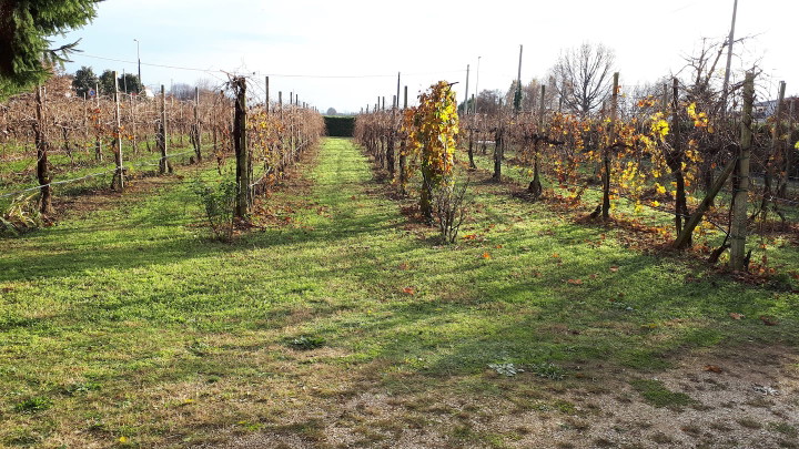 La Vigna Di Carlo - Carlo's Vineyard - Bed & Wine - Montebelluna