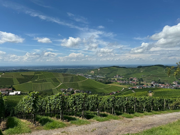 Vue Sur Staufenberg Durbach - Durbach