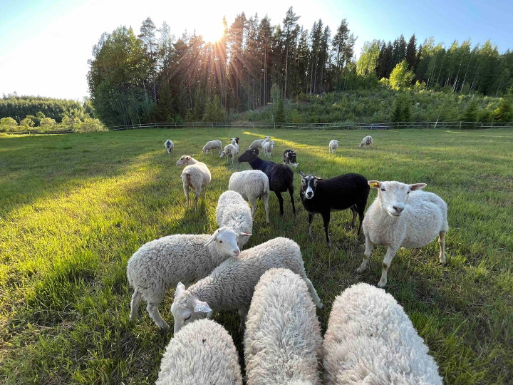 Lammastilan Laavu; Inarin Tila, Salo - Salo