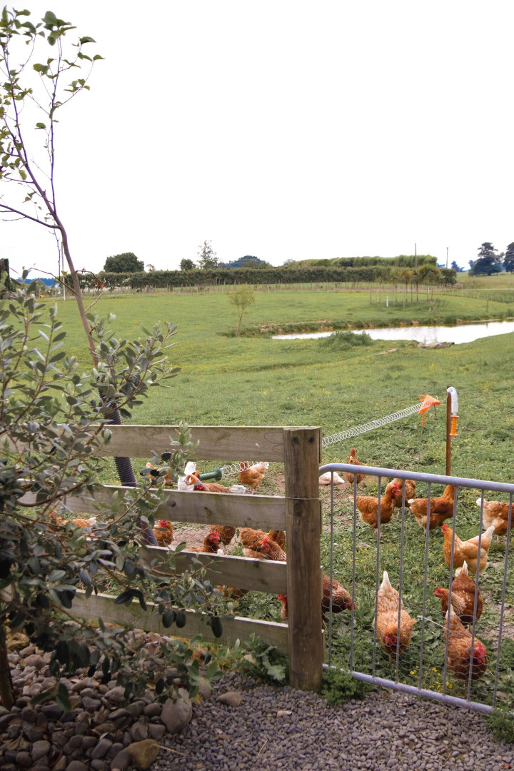 Country Seclusion - Palmerston North