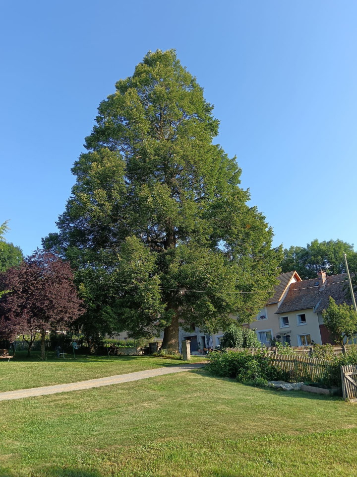 Gîte Du Tilleul - Gap