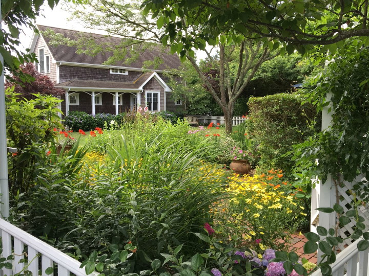 Edgartown Hydrangea: Walk To Everything - Martha's Vineyard, MA