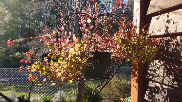 Magnolia Cottage. Spacious House Plus Games Room. - Dwellingup