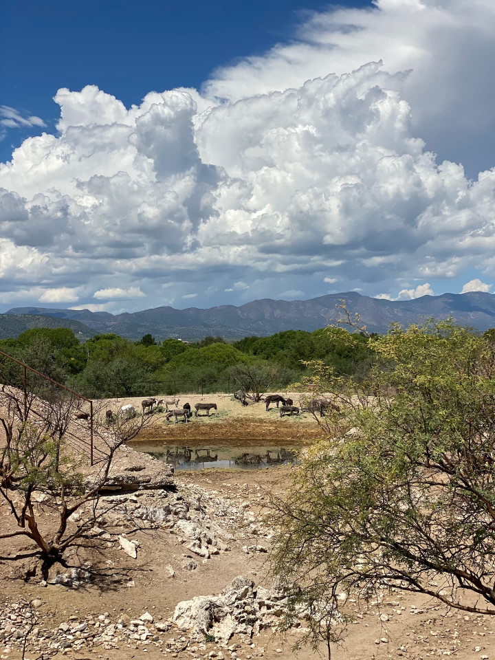 The Lodge At Healing River Ranch - Camp Verde, AZ
