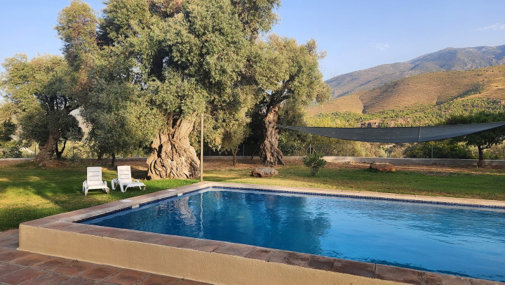 Los Olivos Centenarios - Lechin - Capileira