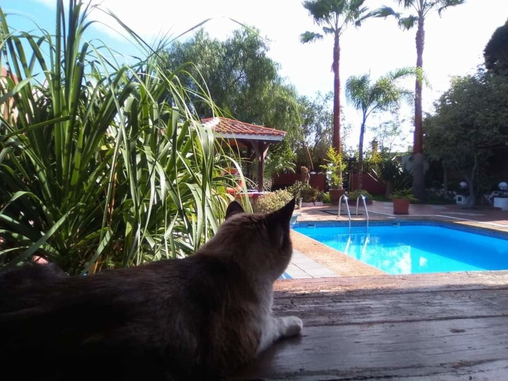 An Oasis With Private Pool - Tenerife