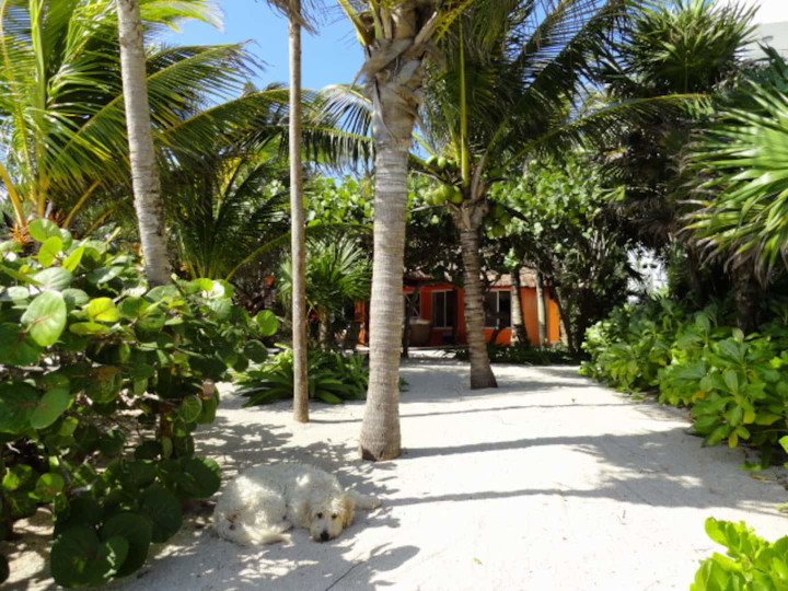 Island Escape - Akumal
