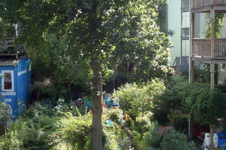 Treetop Haven In The City - Dorchester, MA