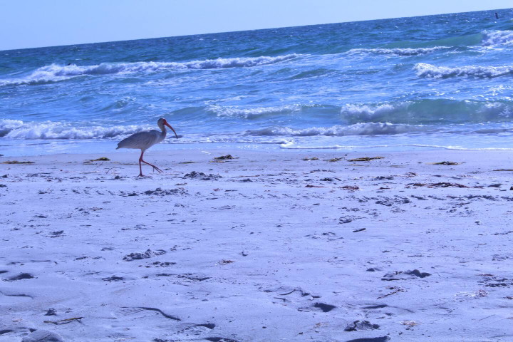 Condo Minutes From Clearwater Beach - Dunedin, FL