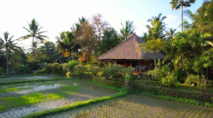 A Joglo House At The Rice Fields - Bali