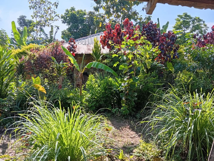 La Canopée - Togo