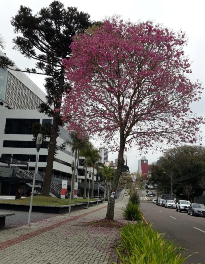2-bedroom Apartment Near Arena - Curitiba