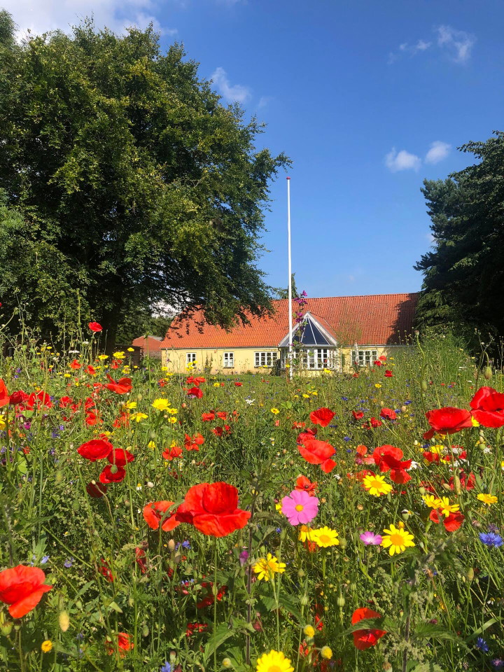 Lille Gul Bondegård Med Udsigt - Blåvand