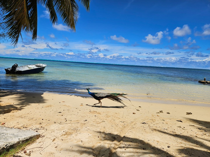 Relax Studio  Plage, Kayak & Sunset - French Polynesia