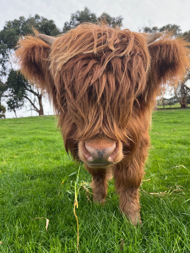 Apollo Bay Tiny Stays - Tiny Talulah Farm Stay - Apollo Bay