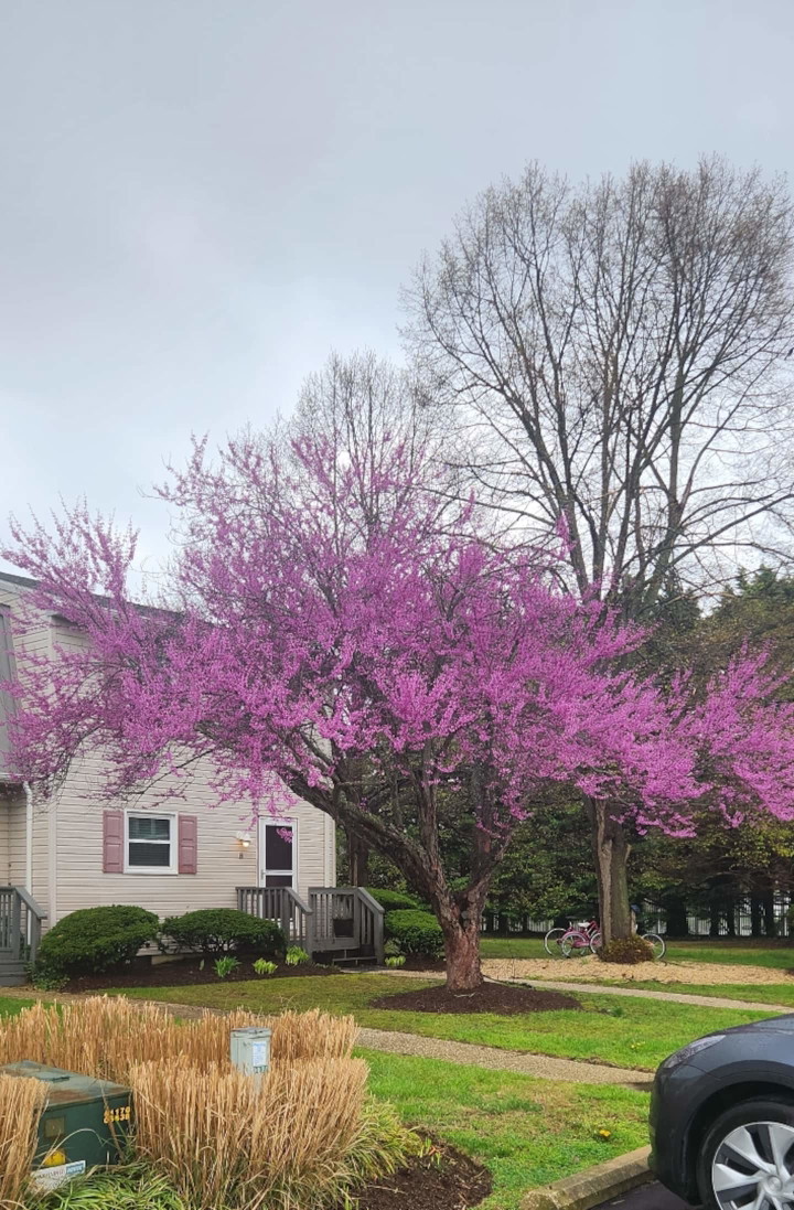 Hpl - Rehoboth Cool And Casual, Great Location - Rehoboth Beach, DE