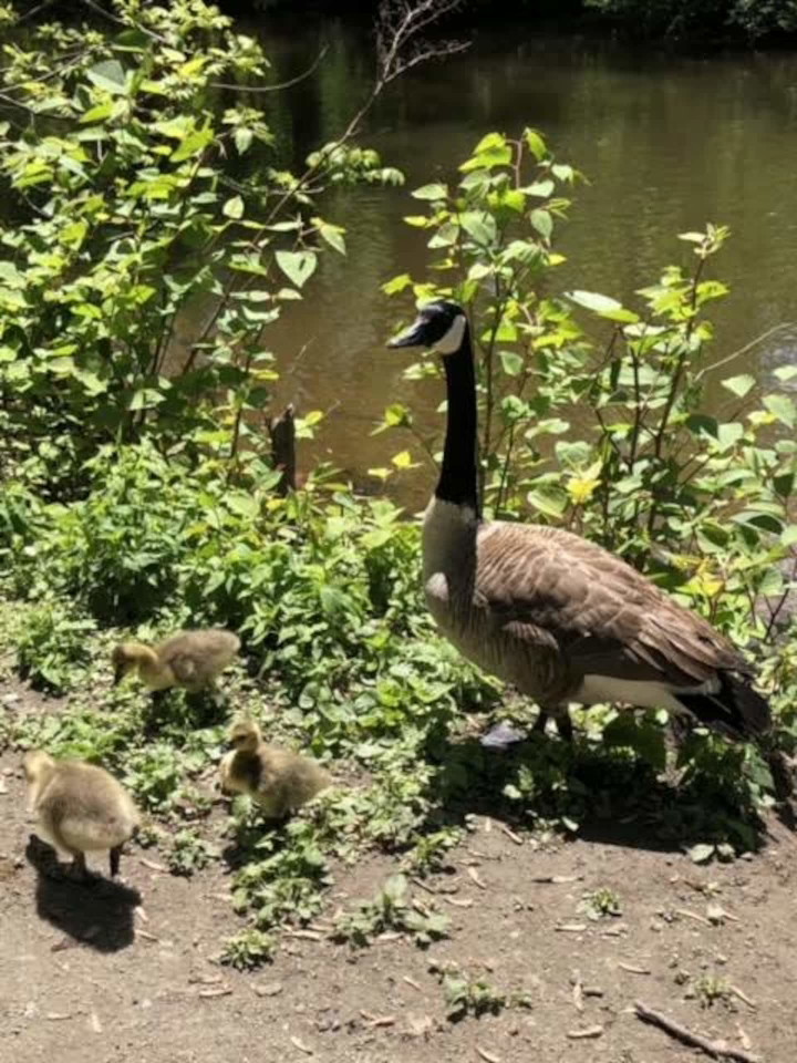 The Tow Path House (On D&r Canal) - New Hope, PA