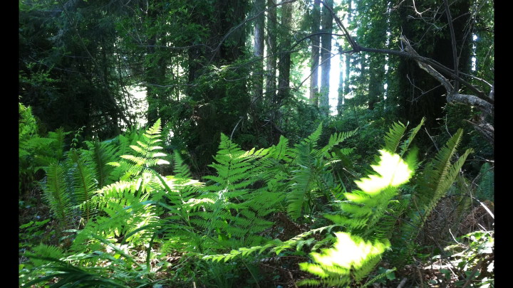 Eureka Redwood Retreat - Eureka, CA