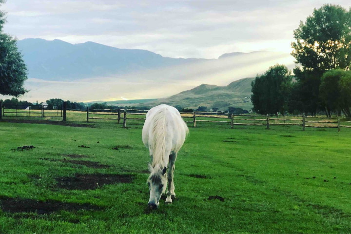 Goose Valley Farm, Alpaca Farm Under The Big Horns - Wyoming