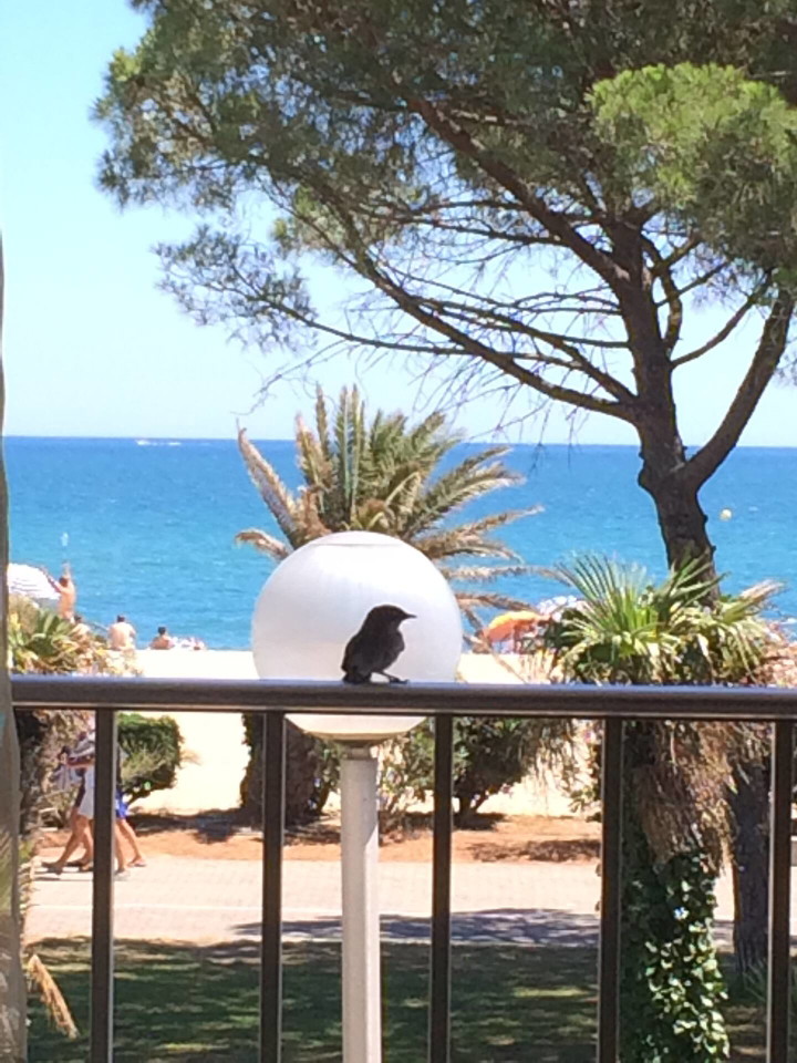 Große Wohnung, Außergewöhnlicher Meerblick, Direkt Am Meer, Argeles Plage, 90 M² - Argelès-sur-Mer