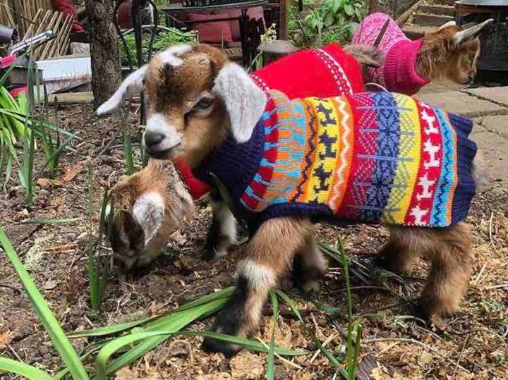 Kinderwood Farm Stay Animal & Culinary Adventure - Capitola, CA